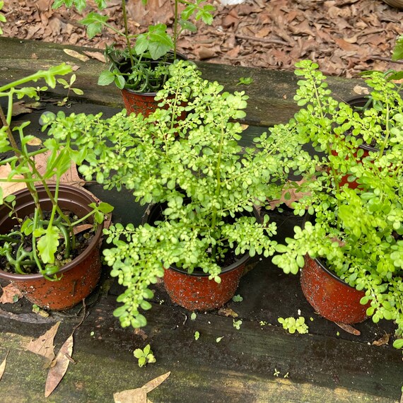 Pilea Microphylla Live Plant Rockweed Artillery Fern - Etsy