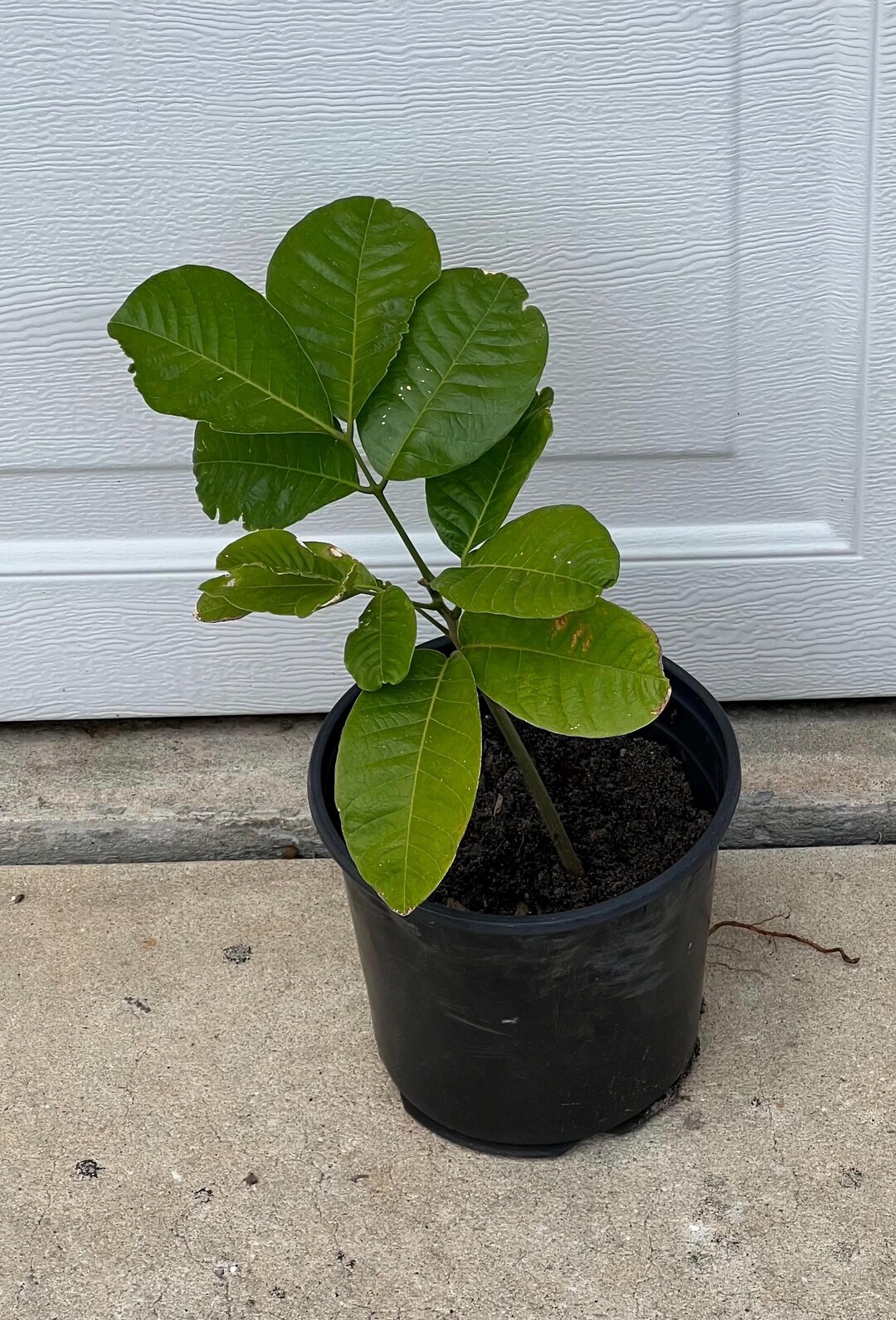 Ackee Tree (blighia Sapida) 4 Pod Live Plant Fruit Tree - Etsy