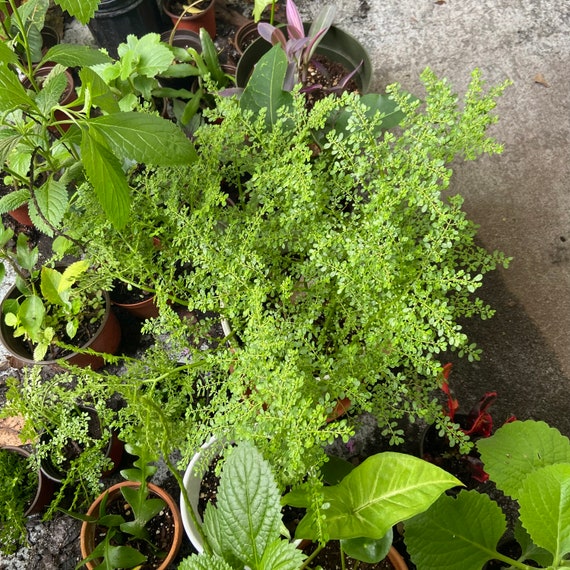 Pilea Microphylla