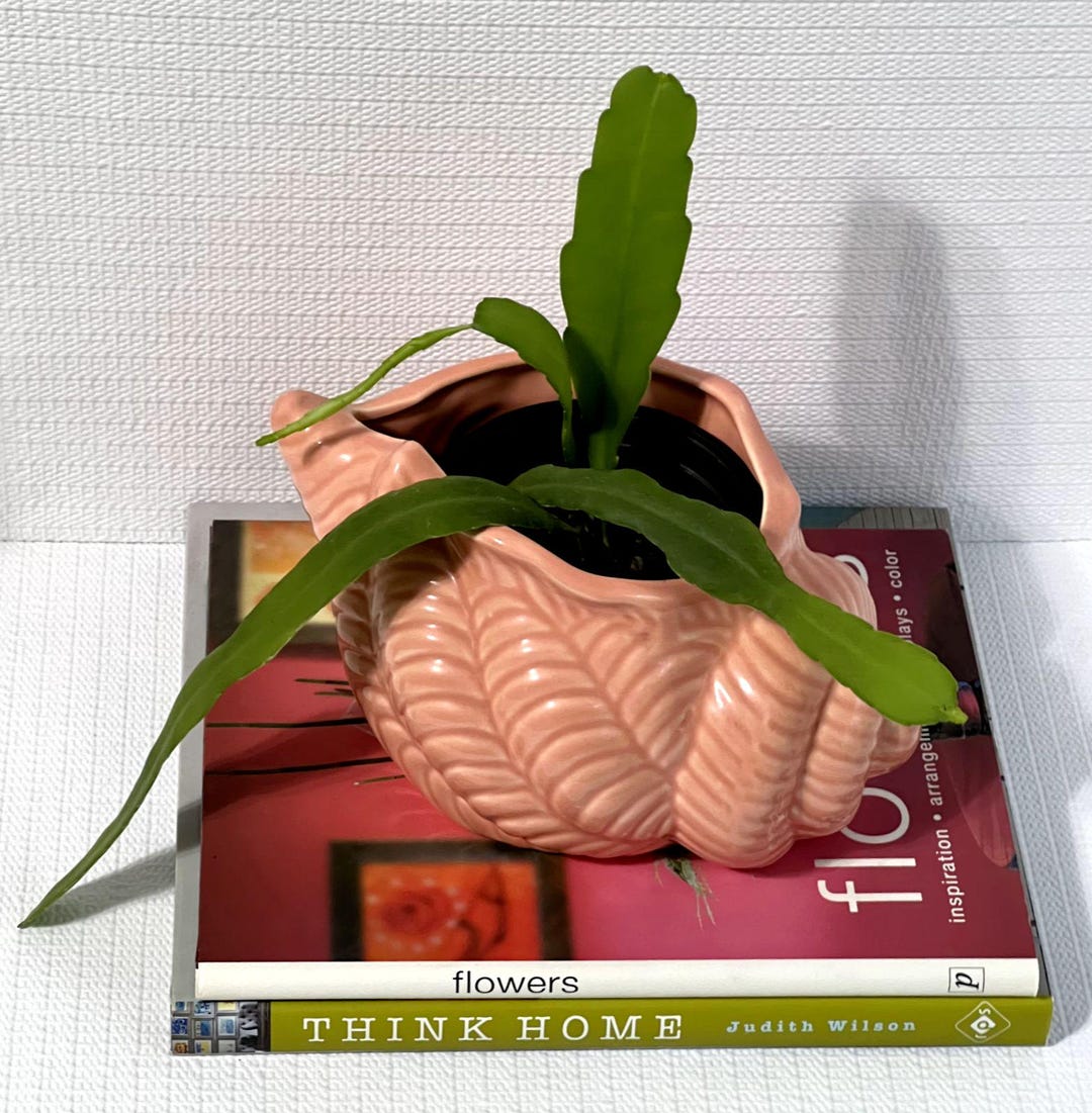 Vintage 80s Ceramic Conch Shell Planter Pink | Shel L Conch Shell ...