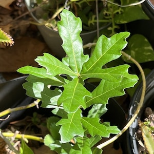 BRANCHING Florida Live Oak Sapling Seedling Shade Tree Plant - Etsy