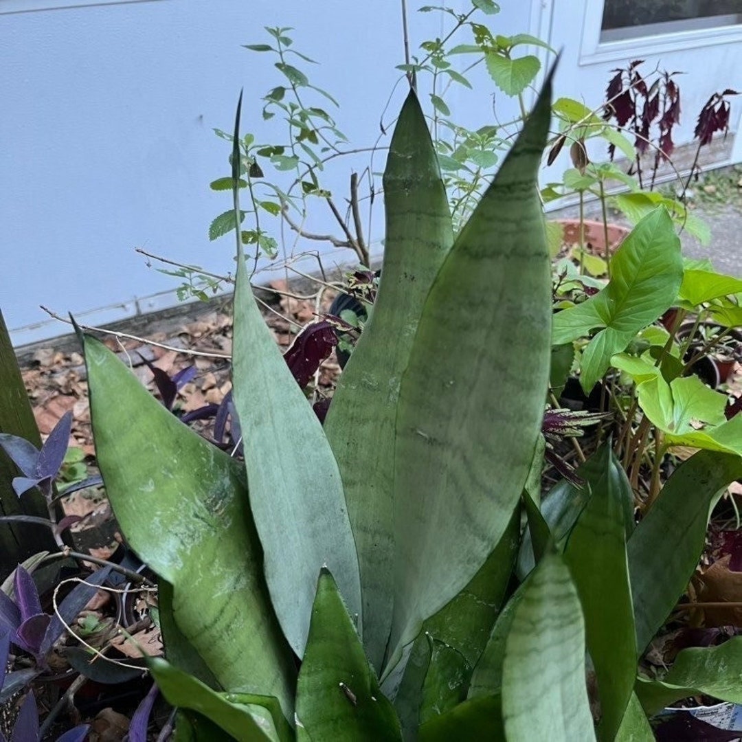 UNROOTED CUTTING Moonshine Snake Plant Mother-in-law’s Tongue 6-8" Air ...