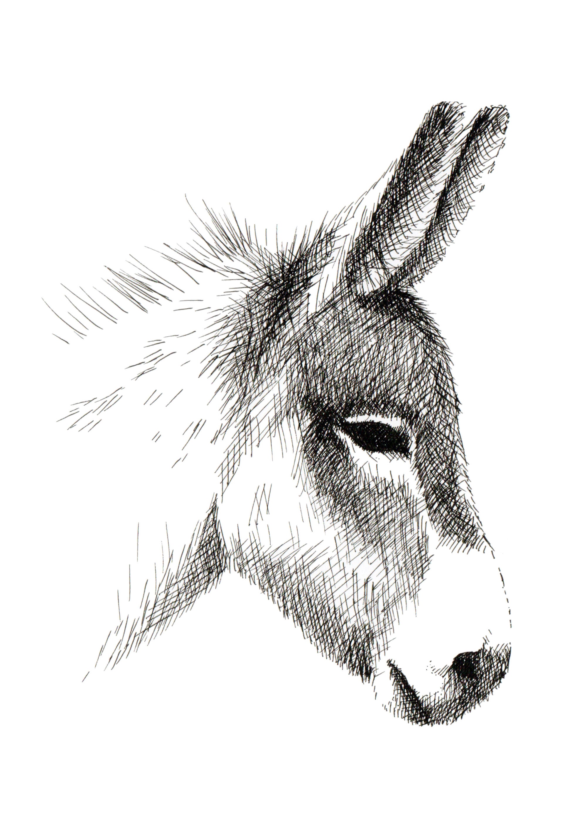 Greeting Card Donkey Animal Drawings Art Card Gift | Etsy