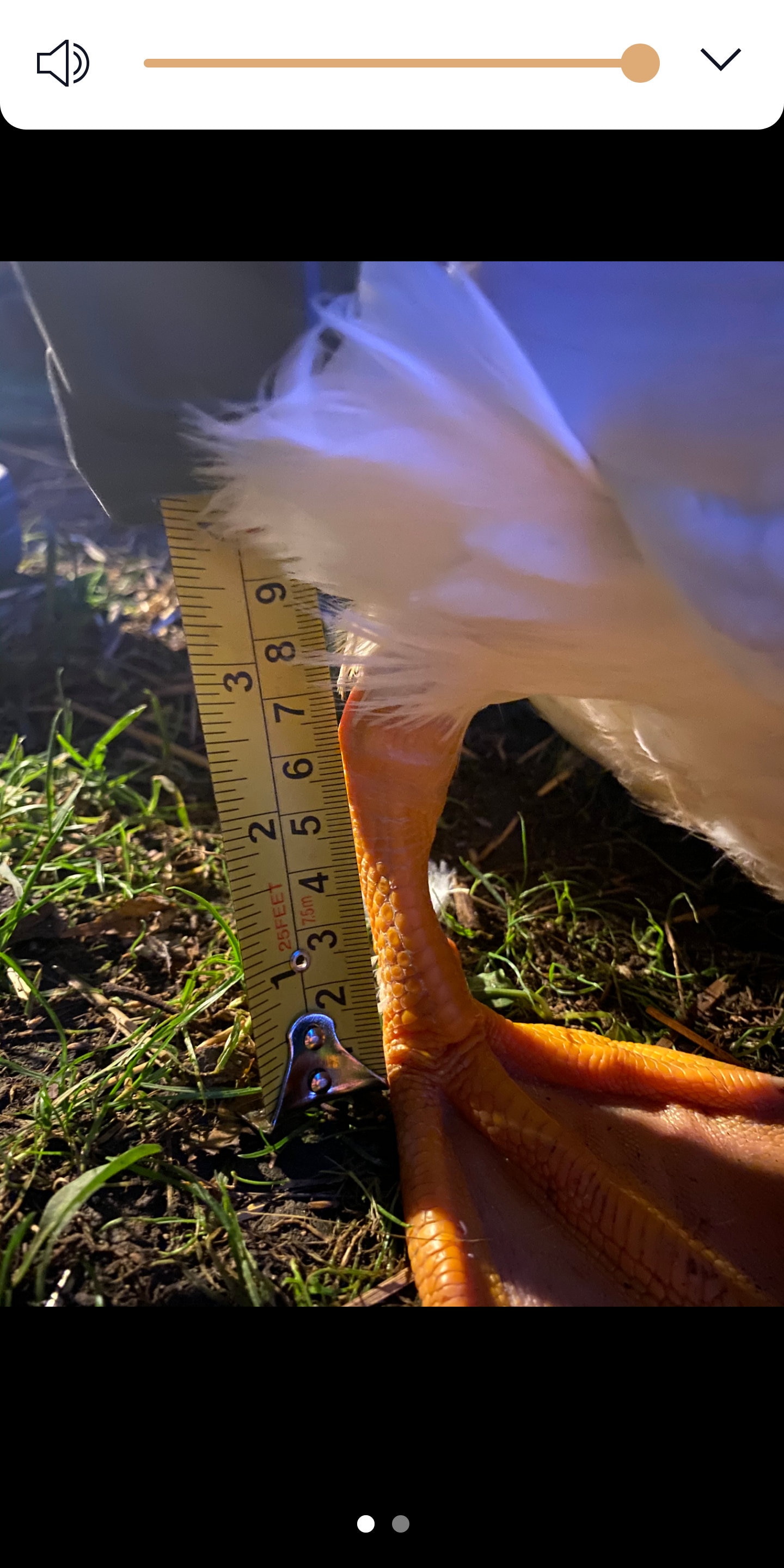 Duck splint/ Chicken splints Large-multiple size options | Etsy