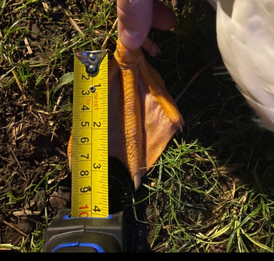 Foot Splint for Chickens With Missing Toes/bumble Foot or Webbing With ...