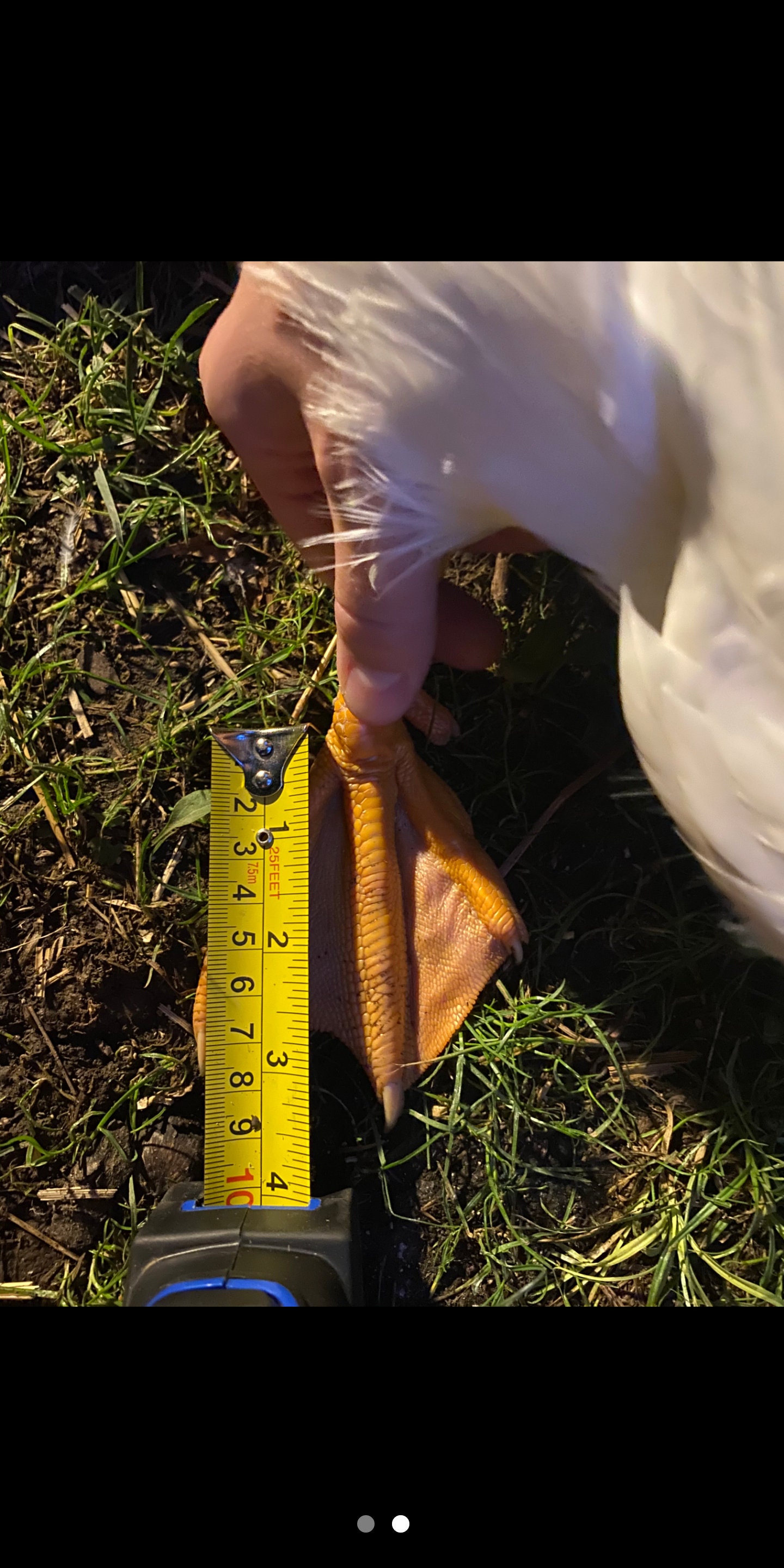 Duck splint/ Chicken splints Large-multiple size options | Etsy