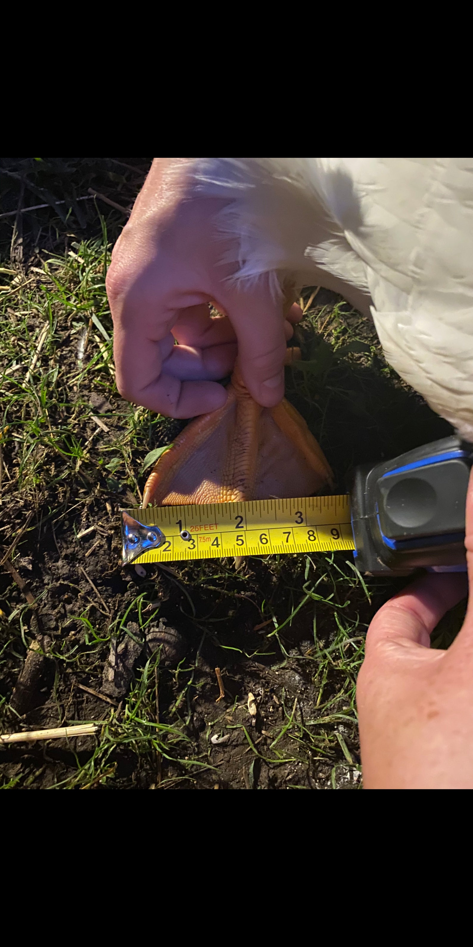 Duck splint/ Chicken splints Large-multiple size options | Etsy