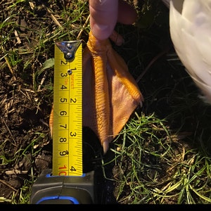 Duck Splint-customized to Your Size Needed (SINGLE SPLINT) - Etsy