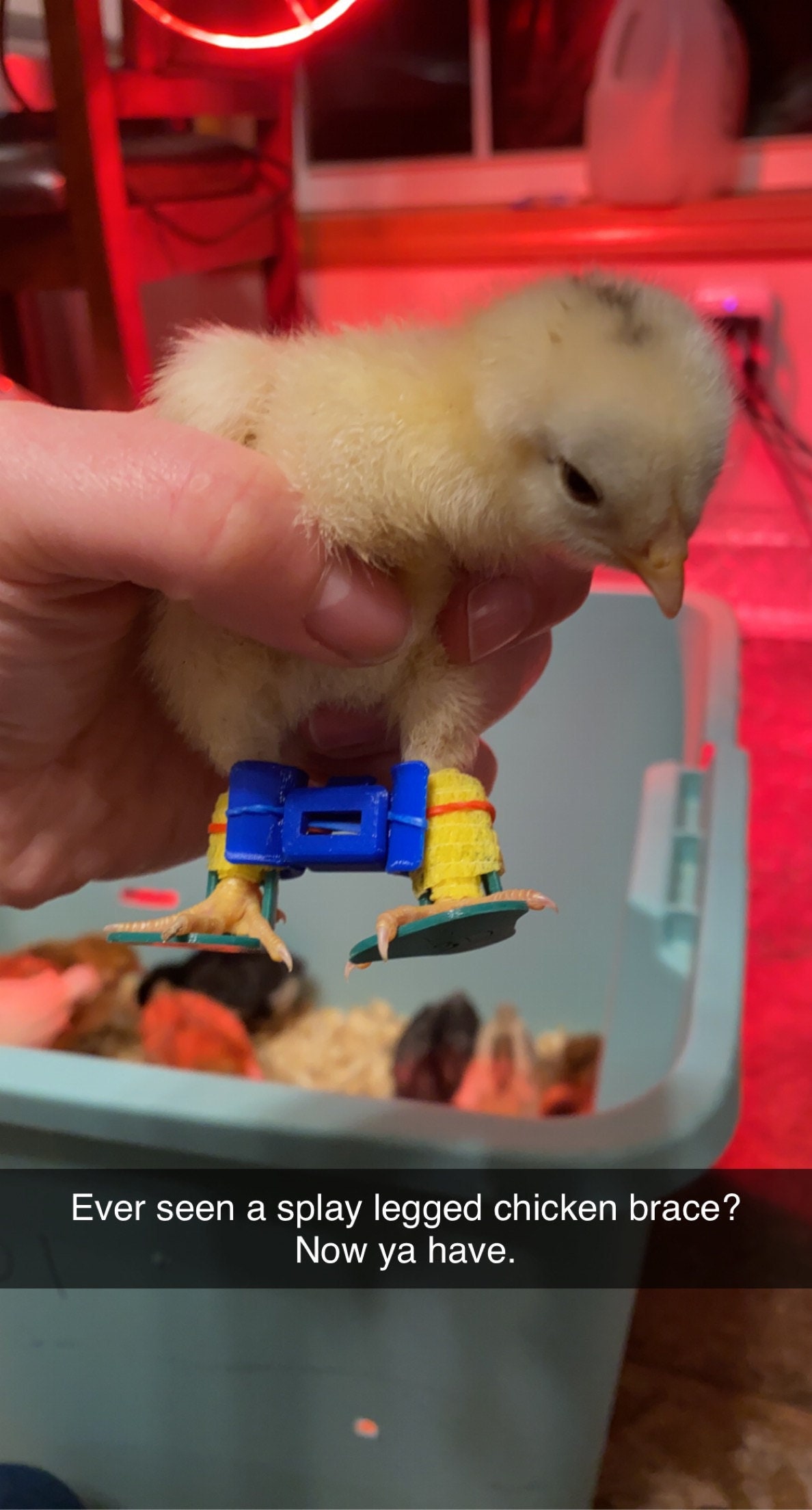 Pet Bird Splints and Spacers- (for Small Avian Pets Such as Parakeets ...