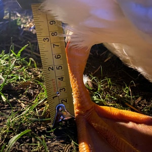 Duck Splint-customized to Your Size Needed (SINGLE SPLINT) - Etsy