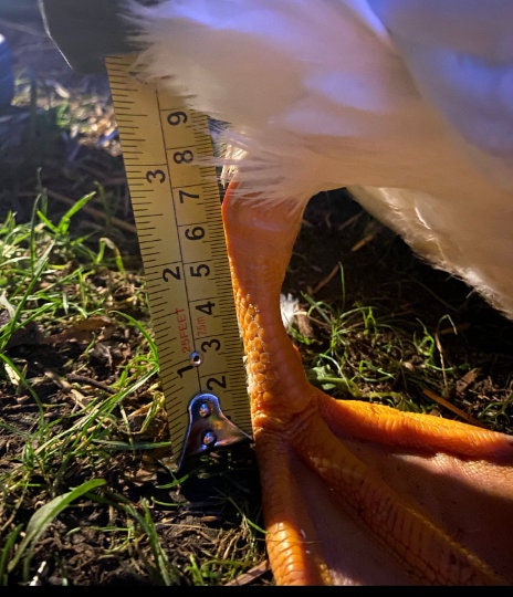 Foot Splint for Chickens With Missing Toes/bumble Foot or Webbing With ...