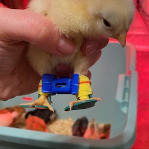 Chick Splint and Splayed Leg Spacer Pack! New Style!! - Etsy