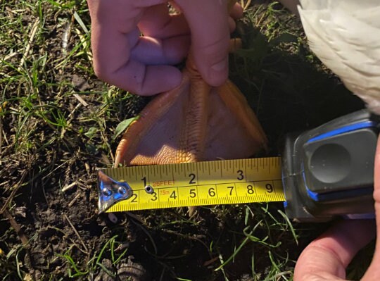 Foot Splint for Chickens With Missing Toes/bumble Foot or Webbing With ...