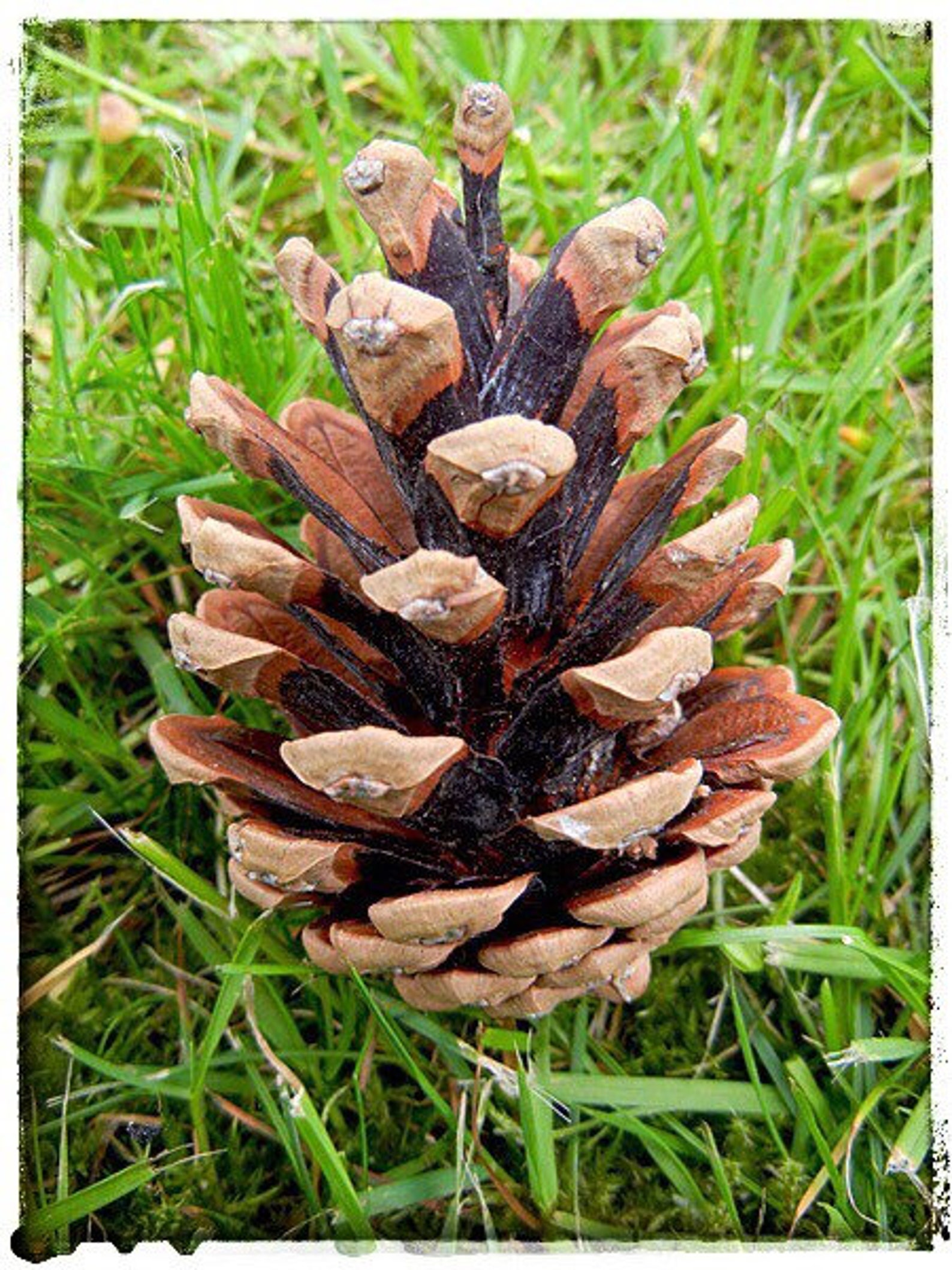 Pommes de pin en pin noir pour bricoler et décorer 40 grandes pommes de ...