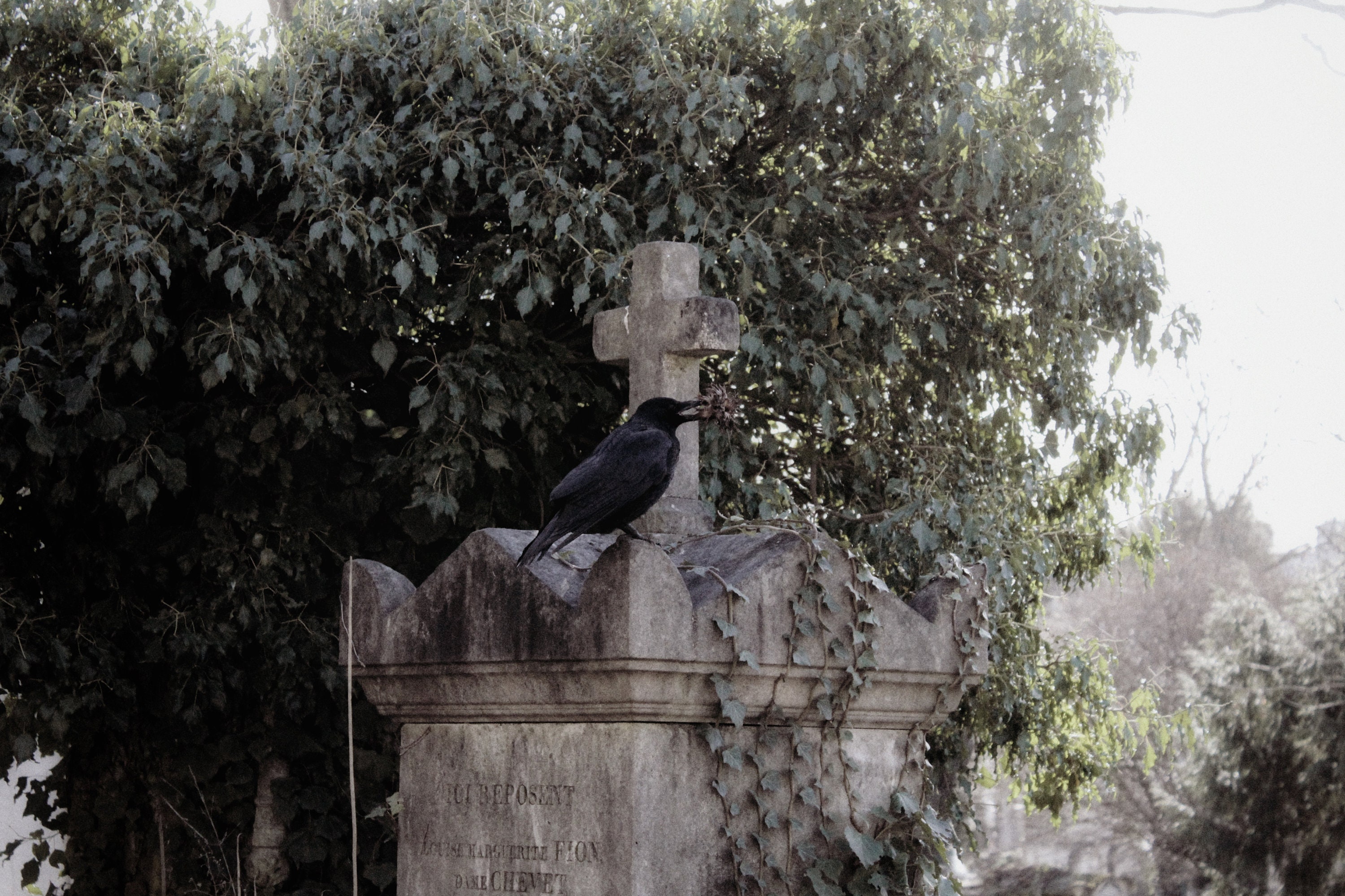 Cemetery Crows Series 6x4 Matte Photography Print - Etsy