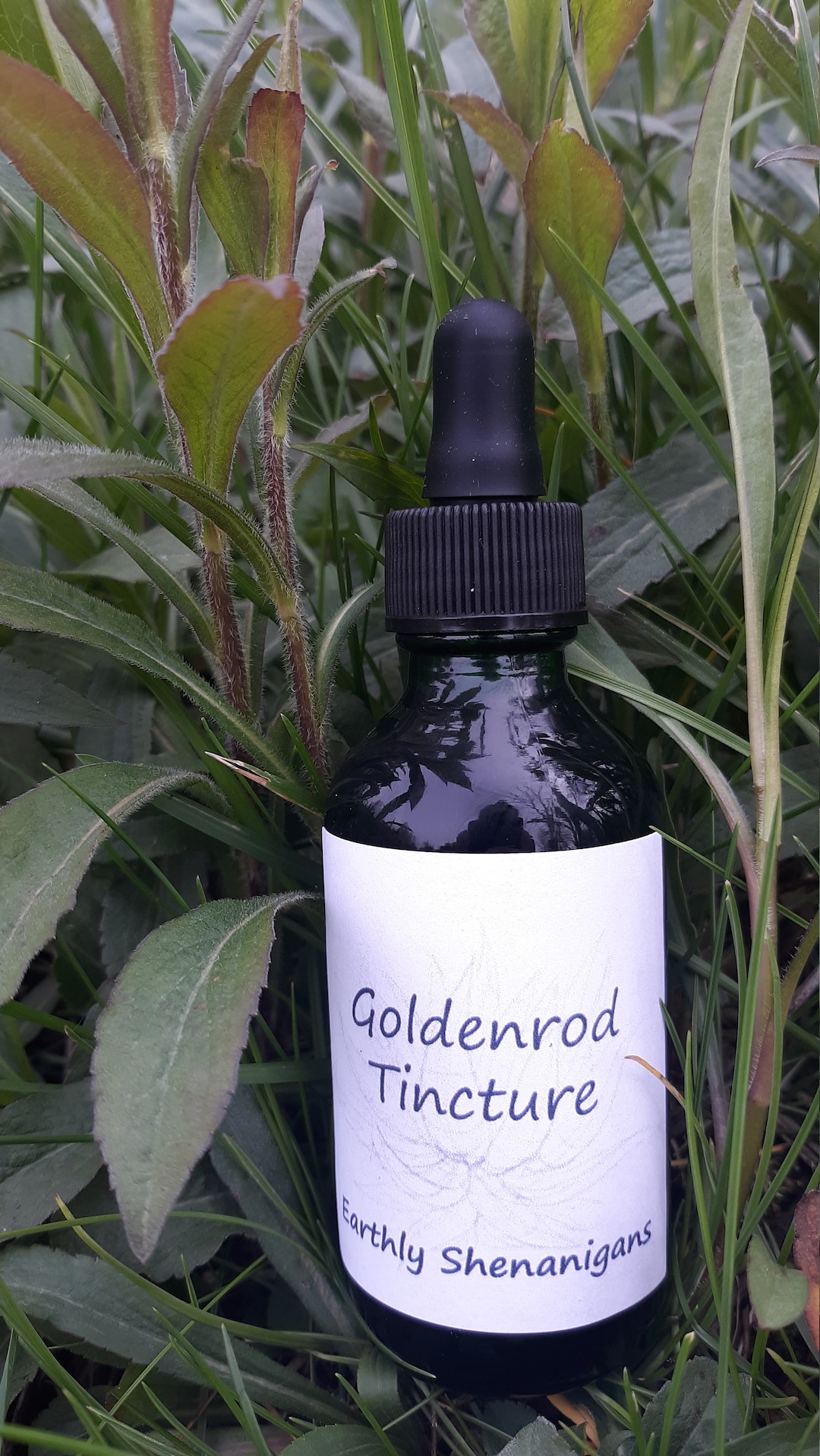 Goldenrod Tincture - Etsy