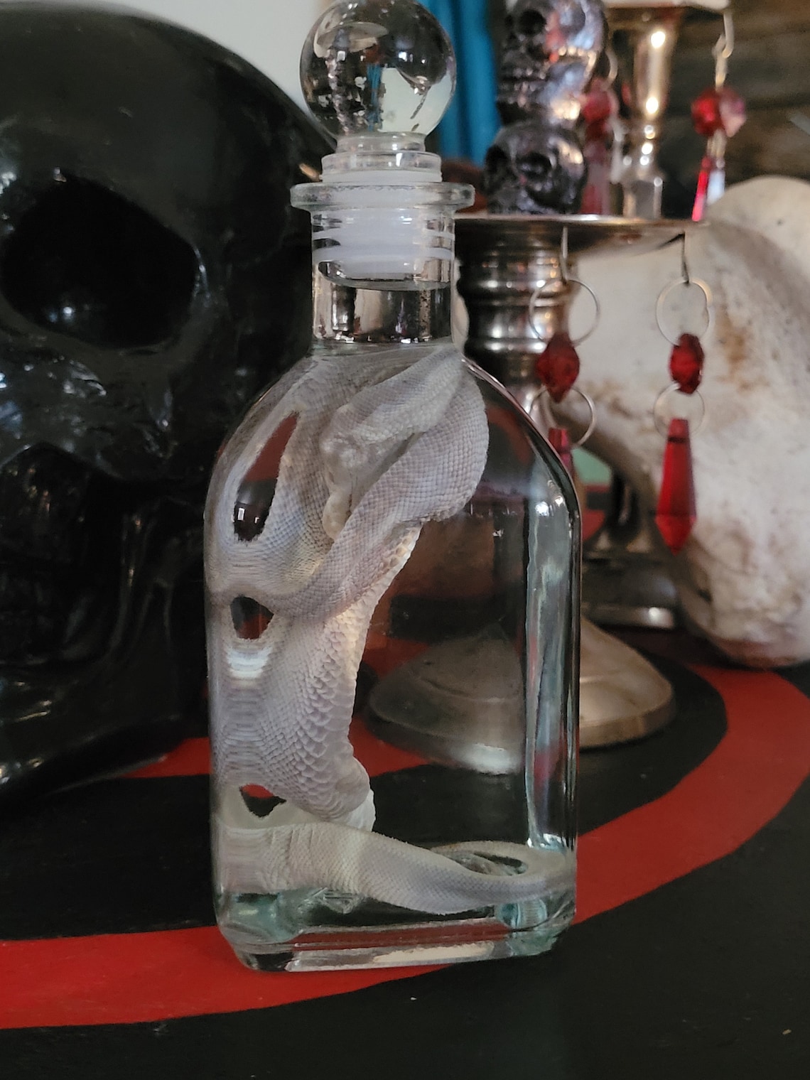 Baby Ball Python SNAKE Wet Specimen Absolutely Beautiful Formalin Fixed ...