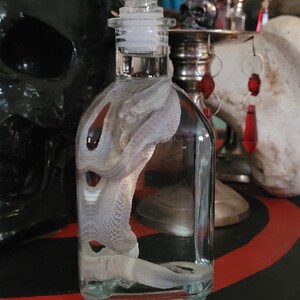 Baby Ball Python SNAKE Wet Specimen Absolutely Beautiful Formalin Fixed ...