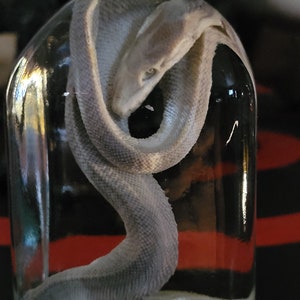 Baby Ball Python SNAKE Wet Specimen Absolutely Beautiful Formalin Fixed ...
