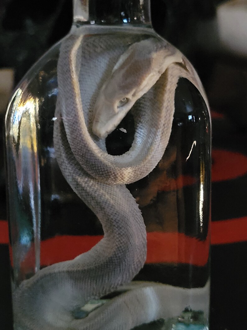 Baby Ball Python SNAKE Wet Specimen Absolutely Beautiful Formalin Fixed ...