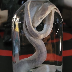 Baby Ball Python SNAKE Wet Specimen Absolutely Beautiful Formalin Fixed ...