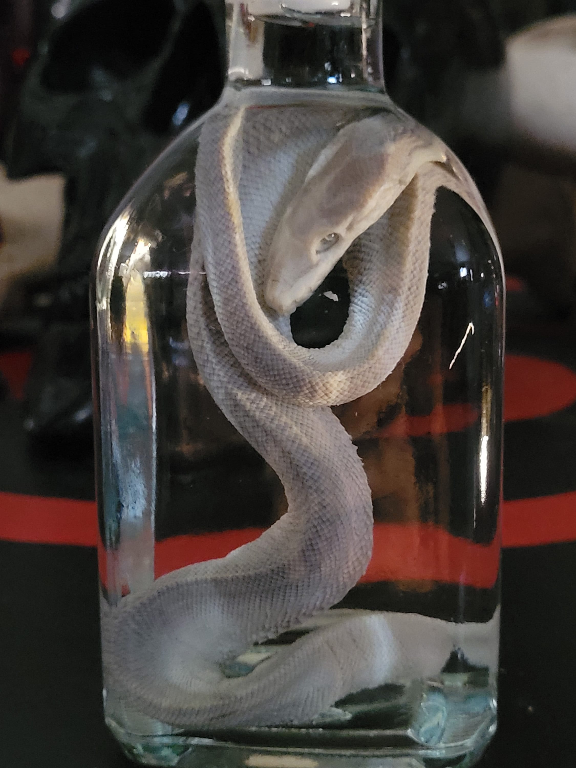 Baby Ball Python SNAKE Wet Specimen Absolutely Beautiful Formalin Fixed ...