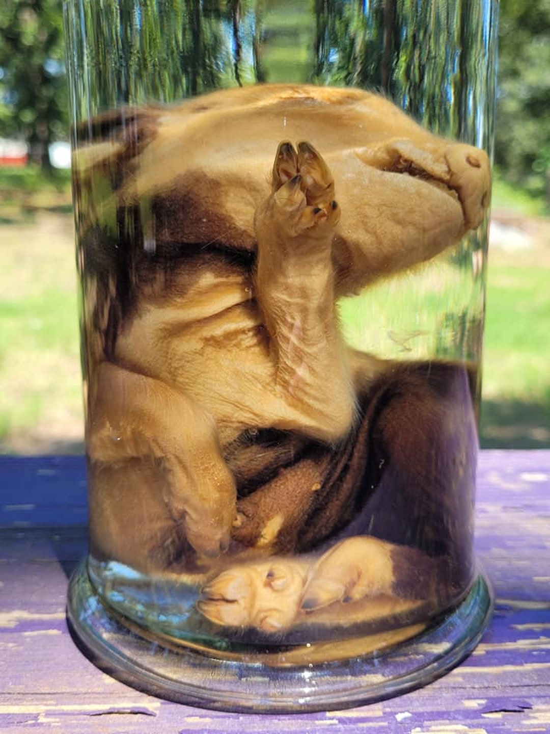 RARE FIND Deformed Pig Wet Specimen Extra Toes Formalin - Etsy