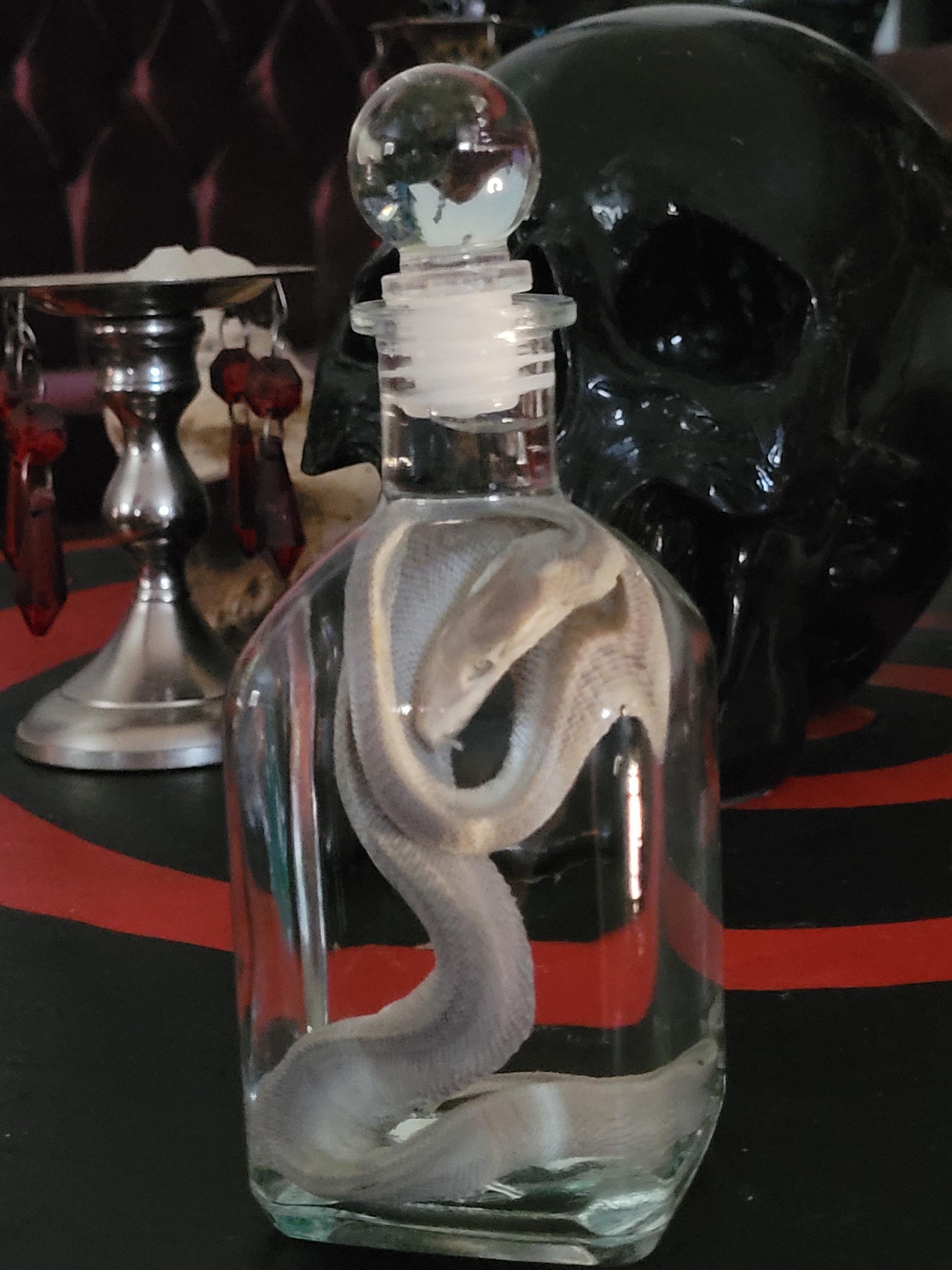 Baby Ball Python SNAKE Wet Specimen Absolutely Beautiful Formalin Fixed ...