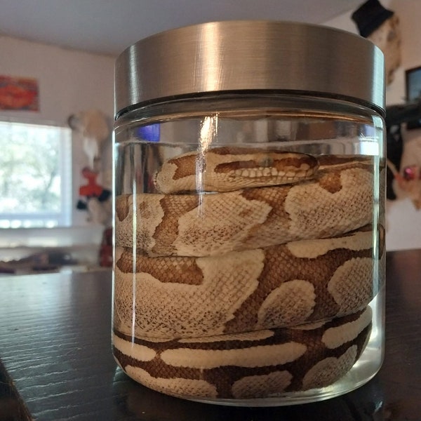 Wet Specimens - Etsy