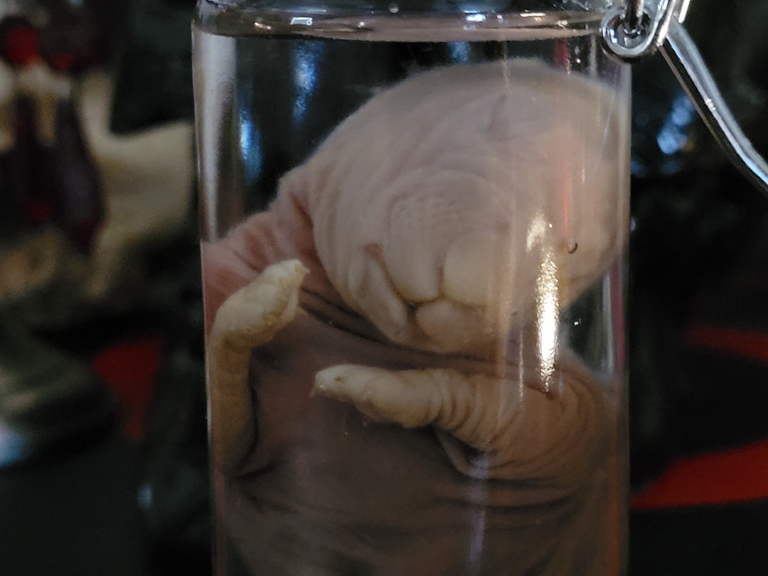 NEWBORN Bunny RABBIT Wet Specimen Formalin Fixed Oddities Collection ...