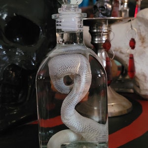 Baby Ball Python SNAKE Wet Specimen Absolutely Beautiful Formalin Fixed ...