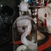 Baby Ball Python SNAKE Wet Specimen Absolutely Beautiful Formalin Fixed ...