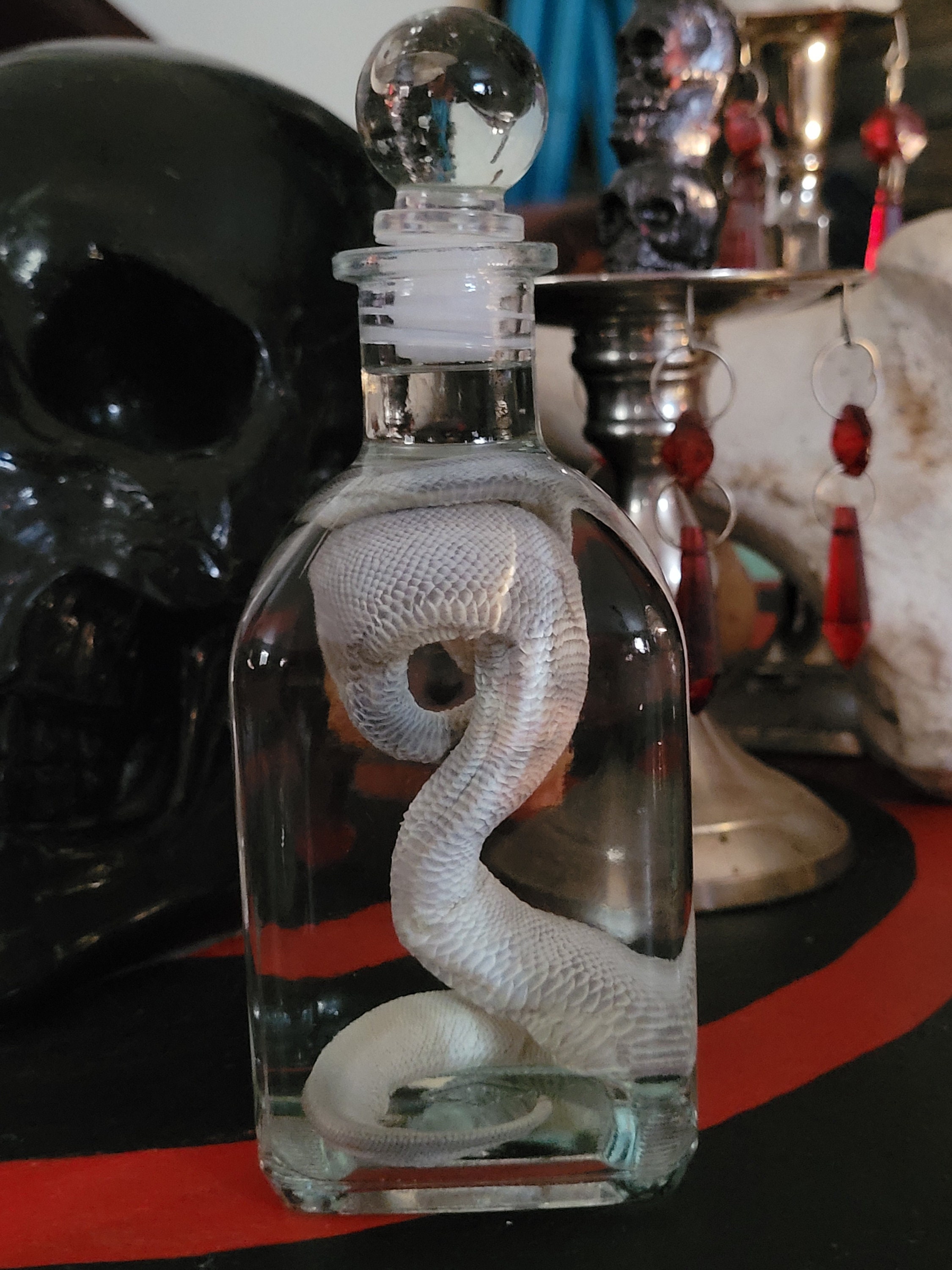 Baby Ball Python SNAKE Wet Specimen Absolutely Beautiful Formalin Fixed ...