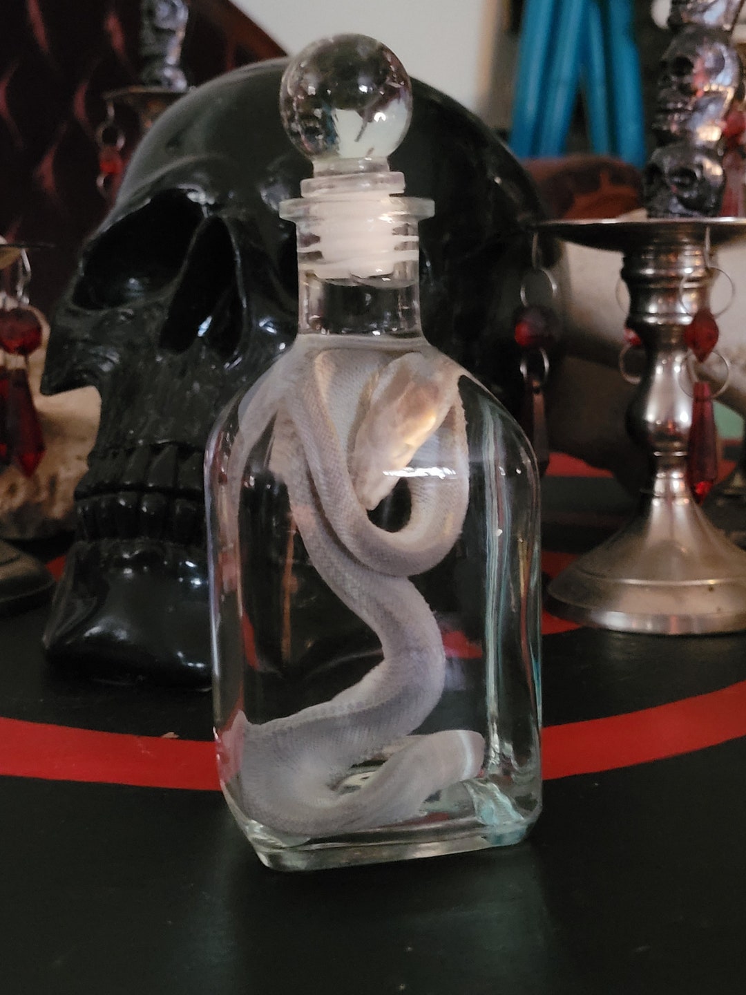 Baby Ball Python SNAKE Wet Specimen! Absolutely Beautiful! Formalin ...