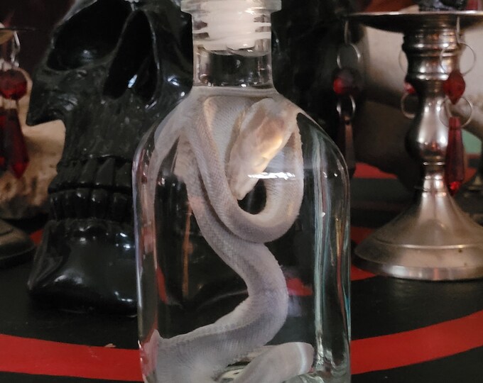 Baby Ball Python SNAKE Wet Specimen! Absolutely Beautiful! Formalin ...