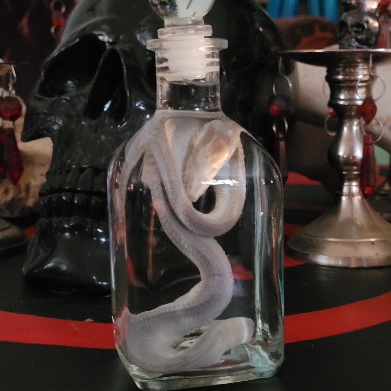 Wet Specimen - Etsy