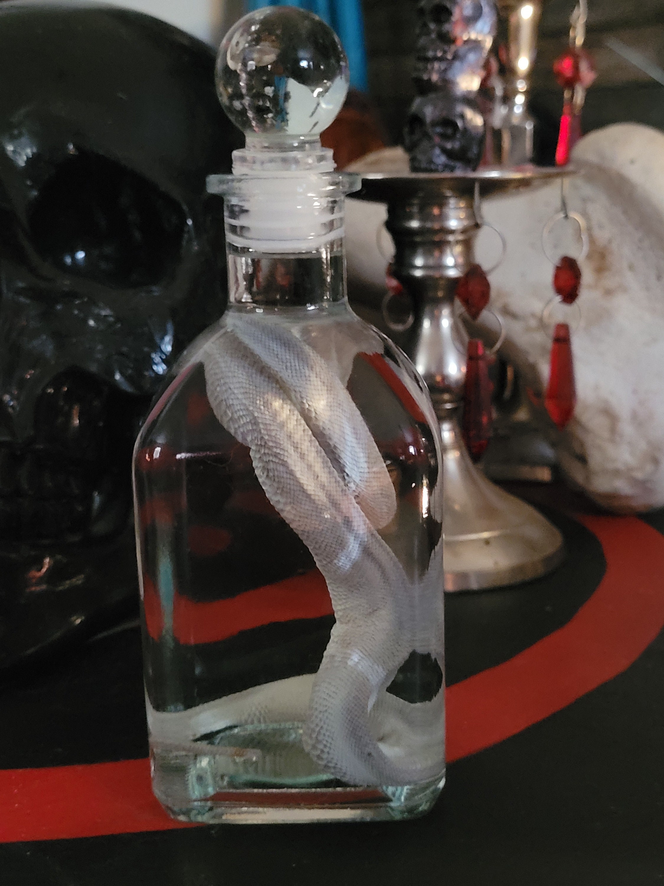 Baby Ball Python SNAKE Wet Specimen Absolutely Beautiful Formalin Fixed ...