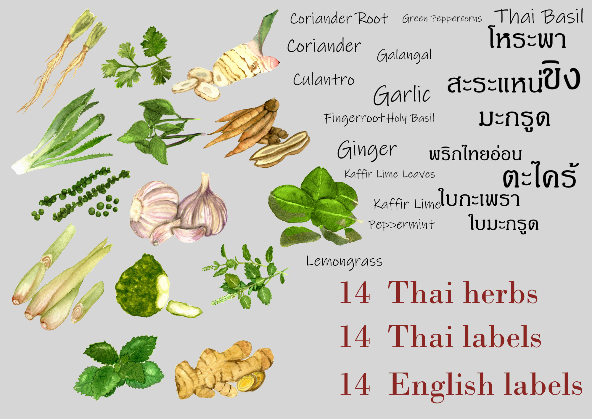 Thai Herbs Clip-art Png - Watercolour - INSTANT DIGITAL DOWNLOAD - Etsy