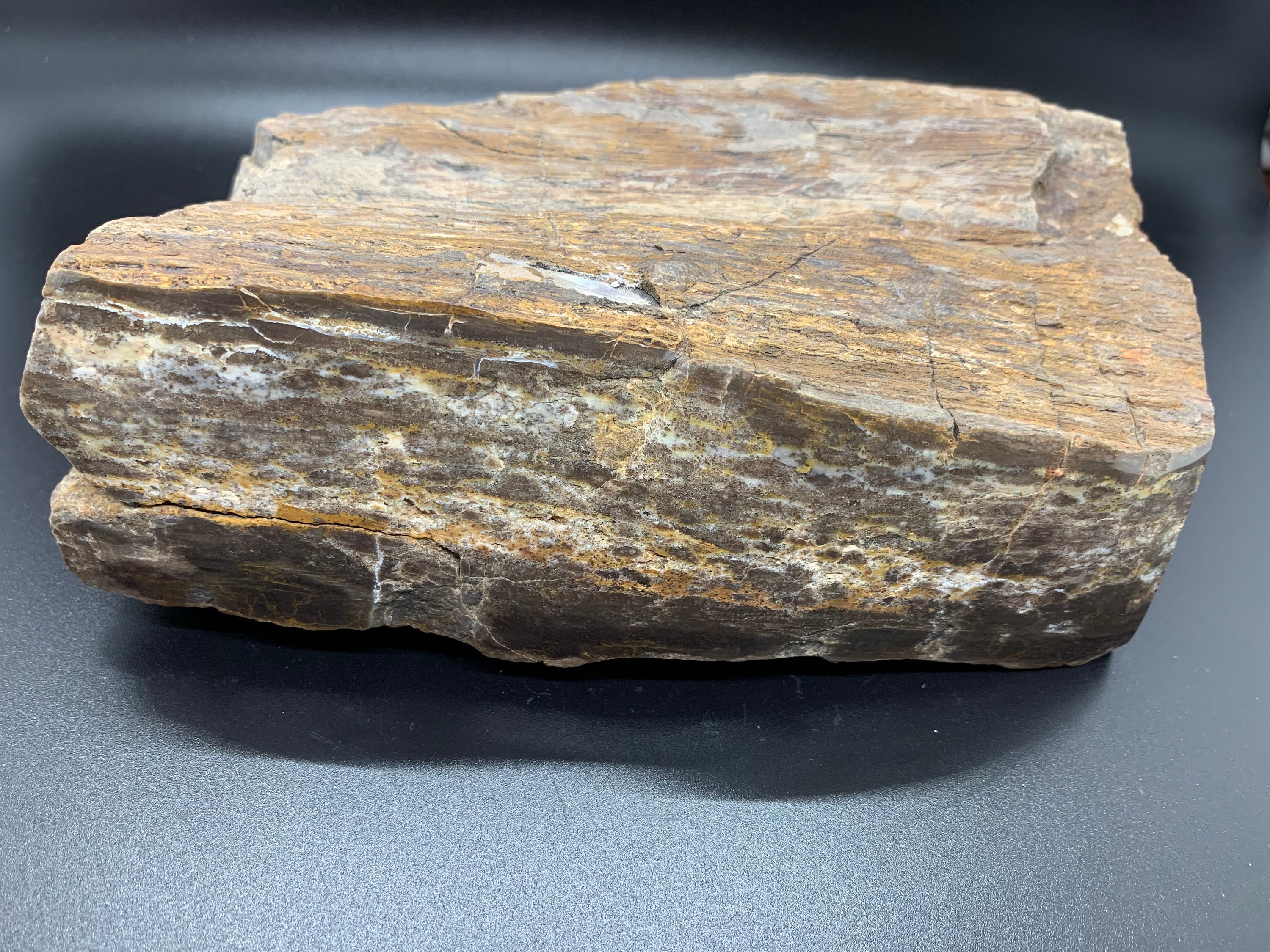 Madera Petrificada de Nuevo México Madera Fosilizada - Etsy España