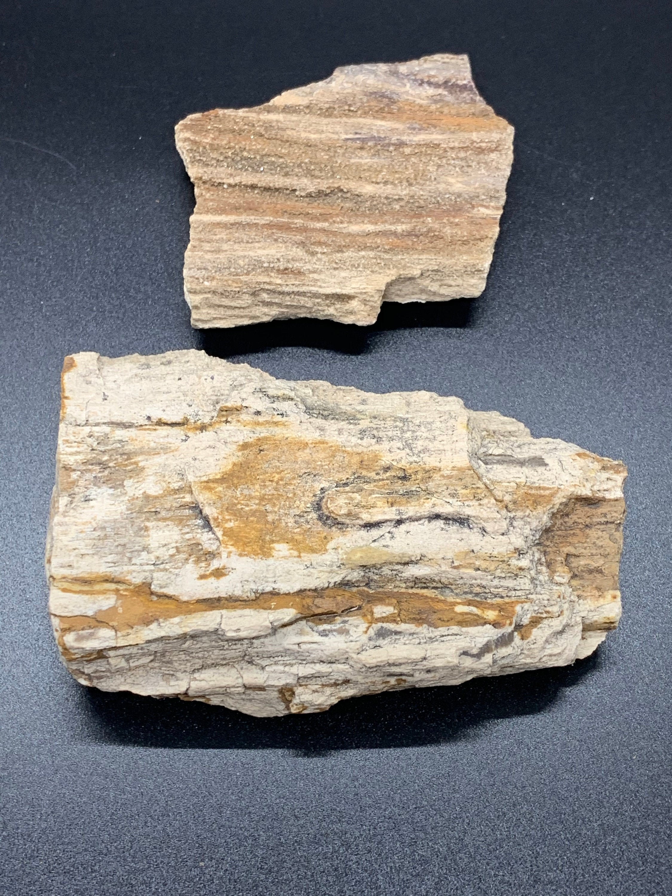 Petrified Wood Rock