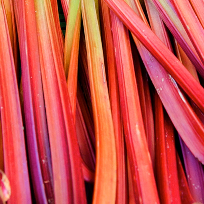Giant Red Celery RARE Heirloom 20 Seeds | Etsy