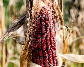 Heir Seeds: No pesticides, No fertilizers, Non-GMO, Non-hybrid, ...just ...