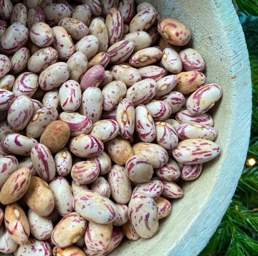 Tongues of Fire Bean - RARE Heirloom 15 Seeds - Etsy