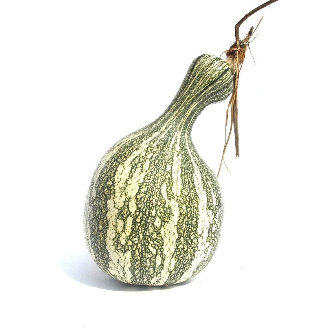 Green Striped Cushaw Squash Heirloom 10 Seeds - Etsy