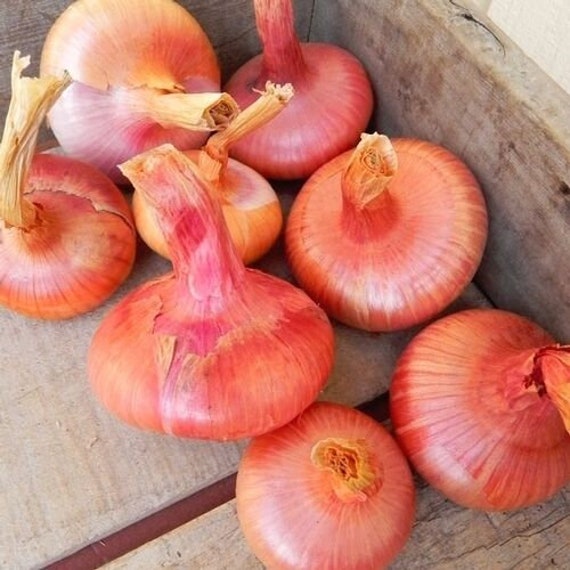Red Creole Onion RARE Heirloom 30 seeds | Etsy