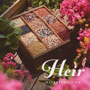 Kirkpatrick Peas - Very Rare Heirloom Seeds - Etsy