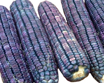 Heir Seeds: No pesticides, No fertilizers, Non-GMO, Non-hybrid, ...just ...