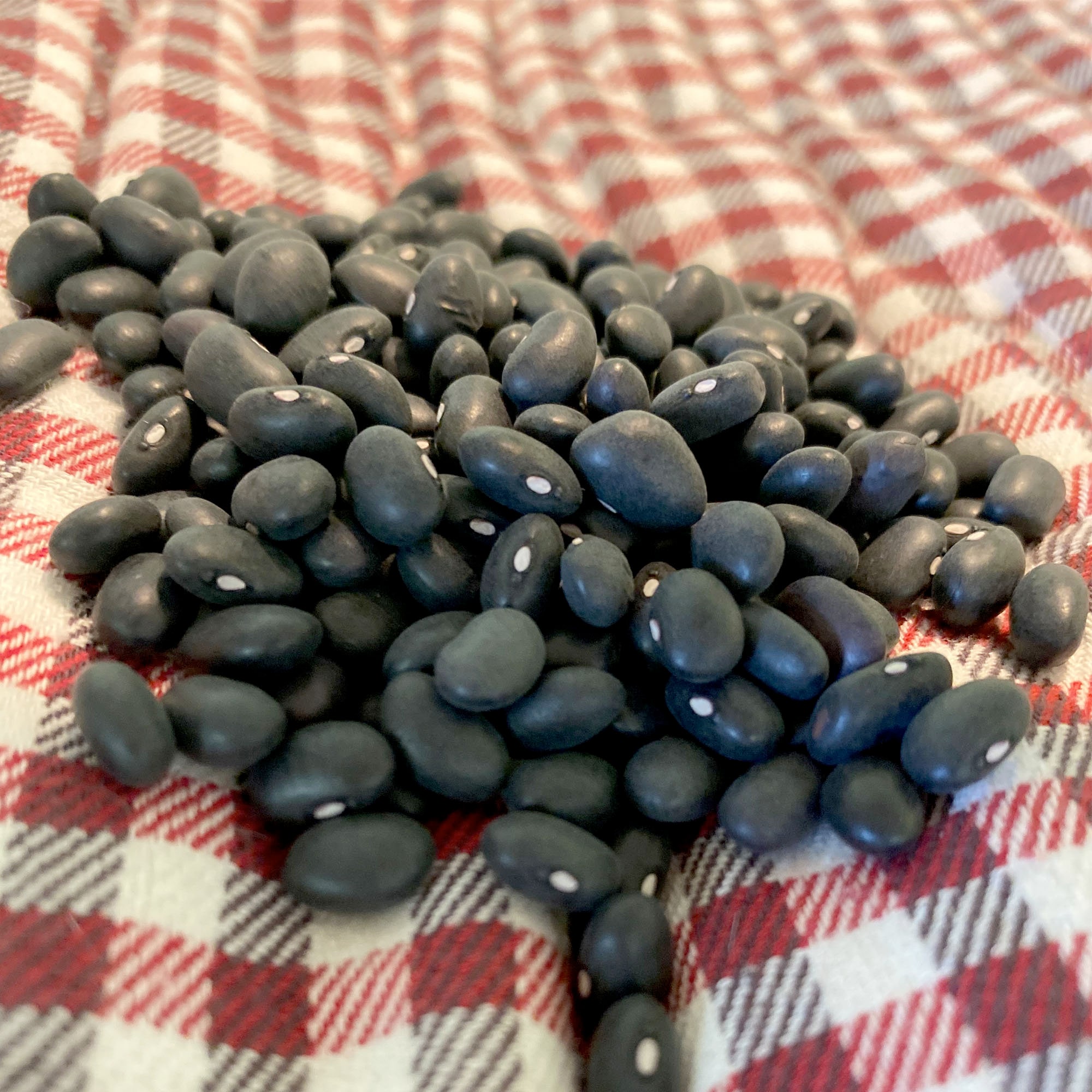Midnight Black (Turtle) Bean - Heirloom 40 seeds