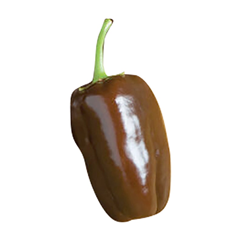 Chocolate Bell Sweet Pepper RARE heirloom 15 seeds - Etsy Polska