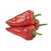 Chervena Chushka Sweet Pepper Heirloom 15 Seeds - Etsy